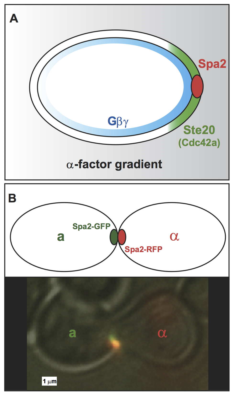 Spatial Stochastic Simulation Of Cellular Polarization In Yeast Mating Computational Science