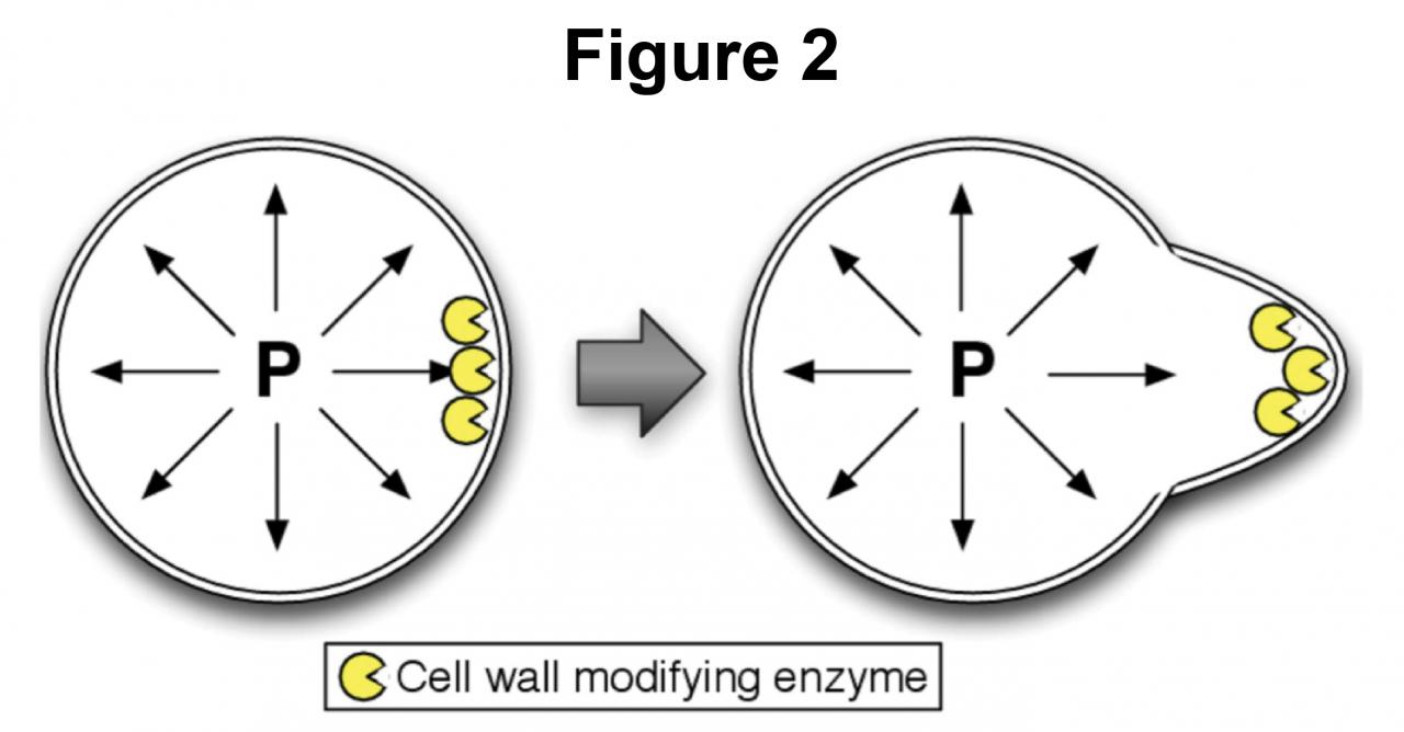 Spatial Stochastic Simulation Of Cellular Polarization In Yeast Mating Computational Science