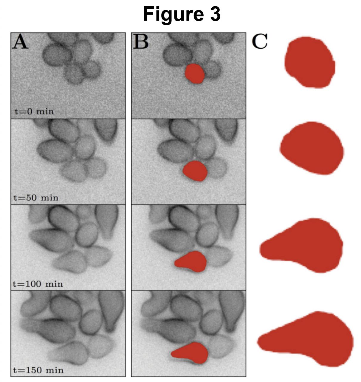 Spatial Stochastic Simulation Of Cellular Polarization In Yeast Mating Computational Science
